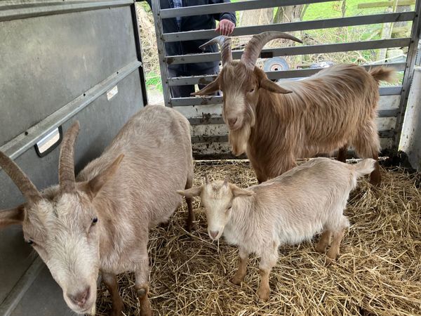 new-32-inch-internal-doors Goats Ads For Sale in Ireland | DoneDeal