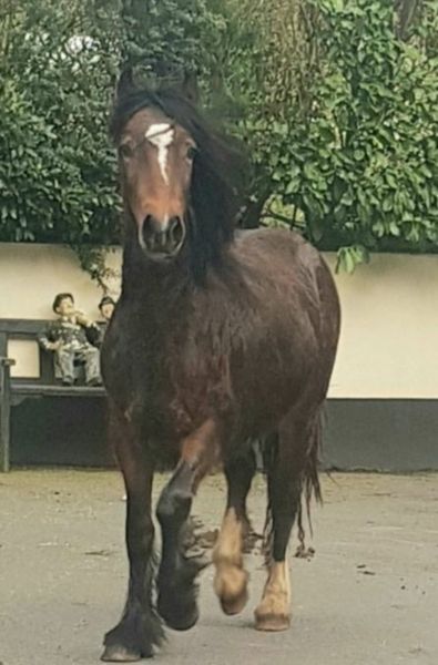 cob ponies | 3 Cobs Ads For Sale in Ireland | DoneDeal