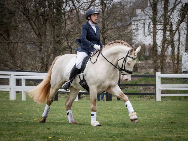 1 series | 1 Horses Ad For Sale in Ireland | DoneDeal