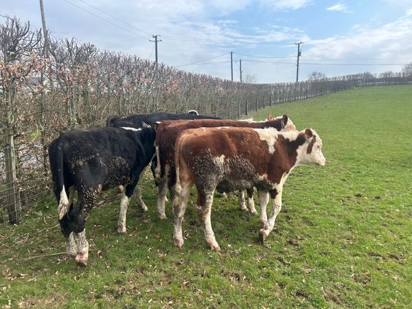 nugent-shear-grab Livestock Ads For Sale in Ireland | DoneDeal