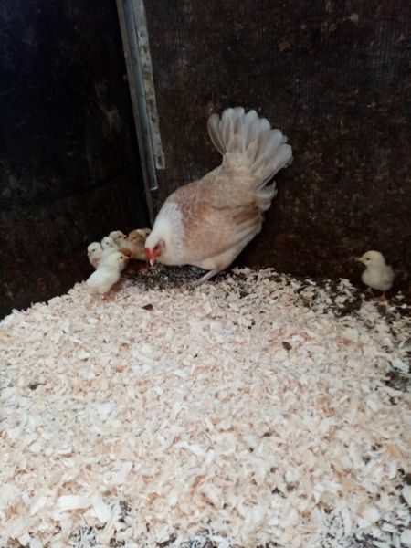 live chickens for sale | 327 Farming Ads For Sale in Ireland | DoneDeal