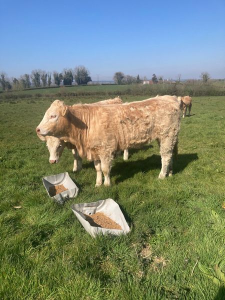 clone putters for sale | 88 All Sections Ads For Sale in Ireland | DoneDeal