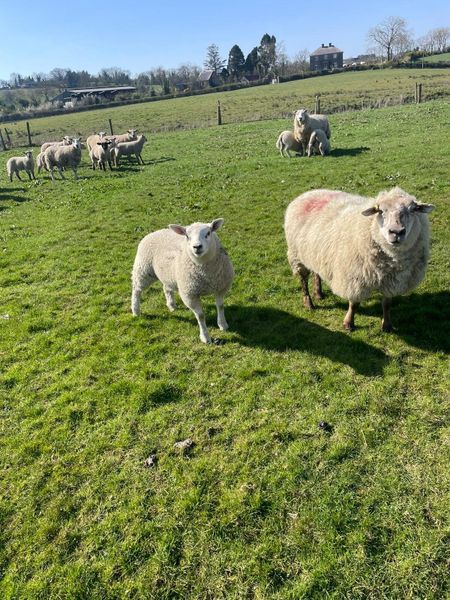 Sheep Ads For Sale in Ulster | DoneDeal