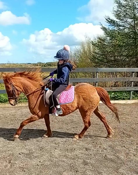 for rs for sale | 87 Ponies Ads For Sale in Ireland | DoneDeal