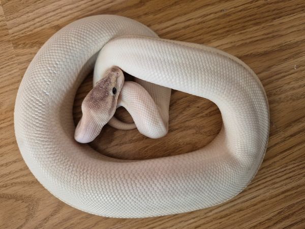 snakes | 64 All Sections Ads For Sale in Ireland | DoneDeal