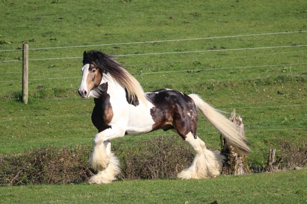 Cobs Ads For Sale in Ireland | DoneDeal