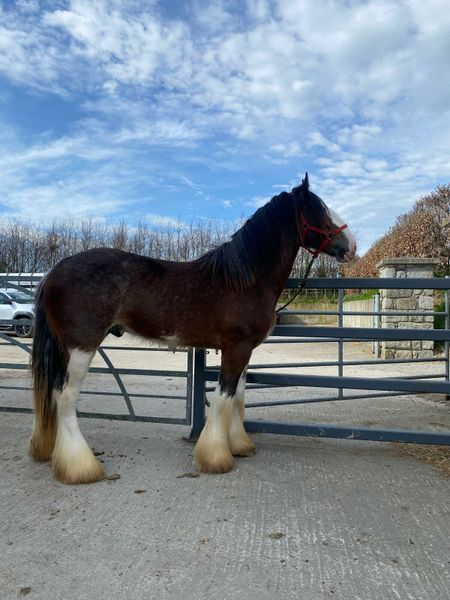 Cobs Ads For Sale in Ireland | DoneDeal