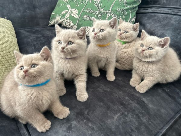 kittens | 58 Cats Ads For Sale in Ireland | DoneDeal