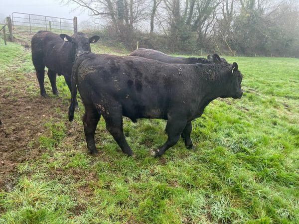 Beef Cattle Ads For Sale in Munster | DoneDeal