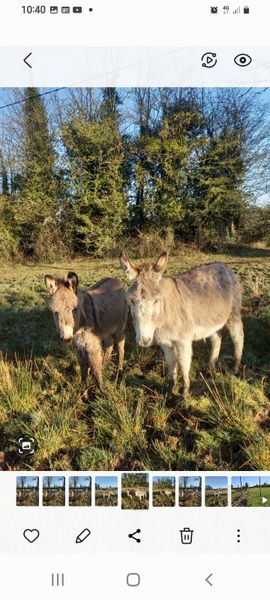 bailey-delmere-5-berth-with-full-awning Donkeys Ads For Sale in Ireland ...