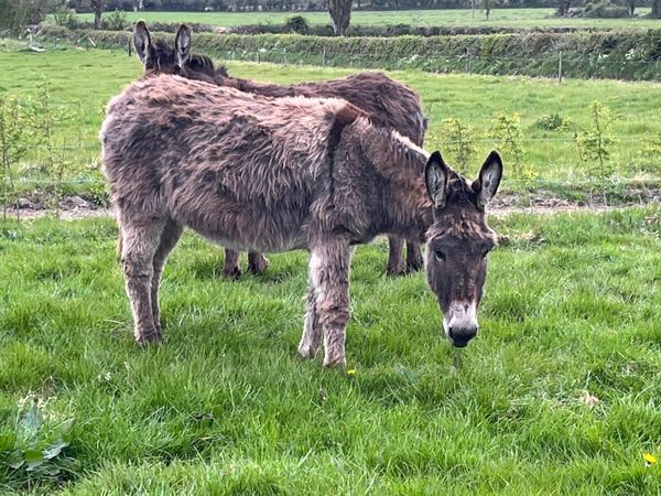 Donkeys Ads For Sale in Ireland | DoneDeal