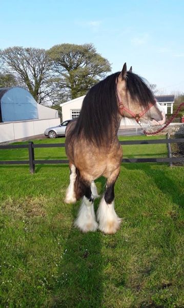 Cobs Ads For Sale in Ireland | DoneDeal