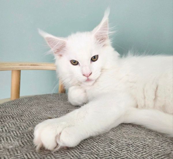 1-4-scale-mg42-model-kit Animals Ads For Sale in Ireland | DoneDeal