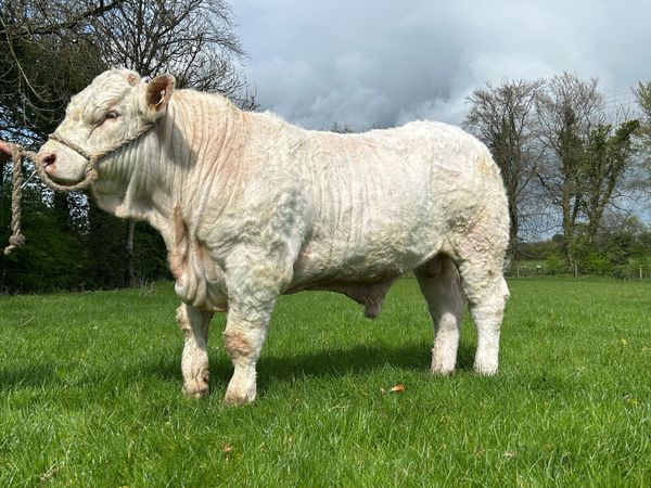 used computers export wholesale france | 3 All Sections Ads For Sale in ...