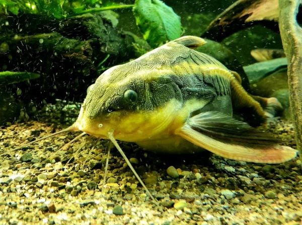 catfish | 5 All Sections Ads For Sale in Ireland | DoneDeal