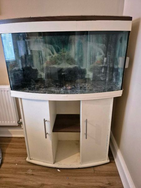 english-wheel Fish Ads For Sale in Ireland | DoneDeal