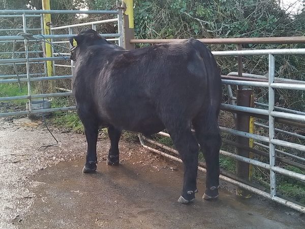 bulls angus for sale | 595 Farming Ads For Sale in Ireland | DoneDeal