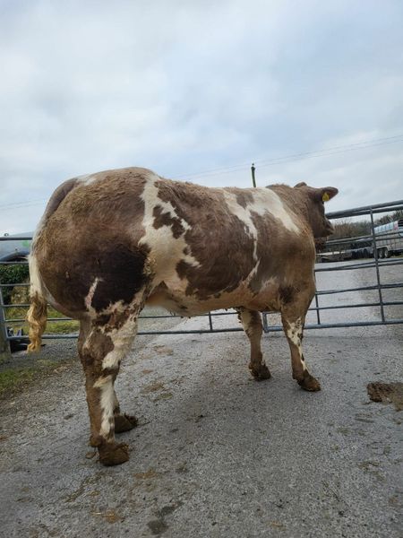 3rd power | 1 Beef Cattle Ad For Sale in Ireland | DoneDeal