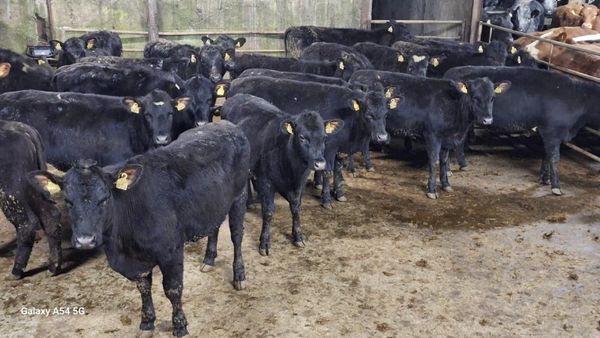 aax | 50 All Sections Ads For Sale in Ireland | DoneDeal