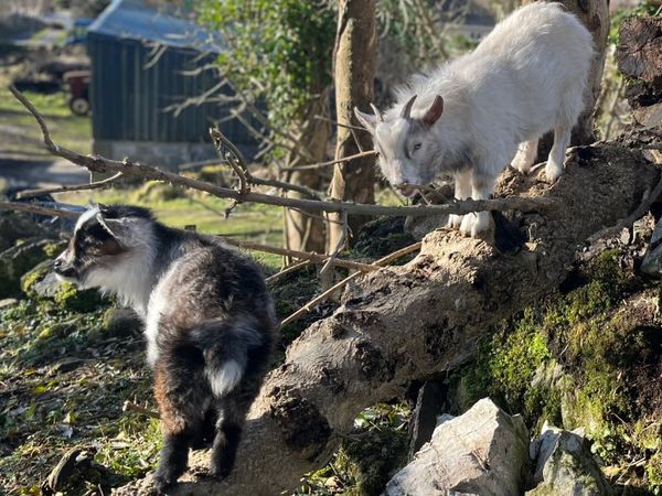 yubiyan goat for sale | 50 All Sections Ads For Sale in Ireland | DoneDeal