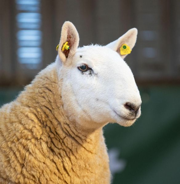 sheep | 236 Sheep Ads For Sale in Ulster | DoneDeal