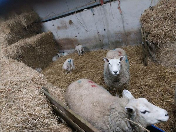 Sheep Ads For Sale in Ireland | DoneDeal