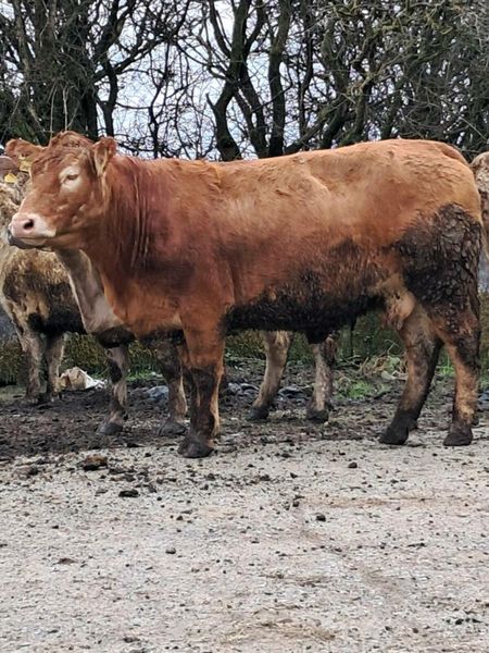 Beef Cattle Ads For Sale in Munster | DoneDeal