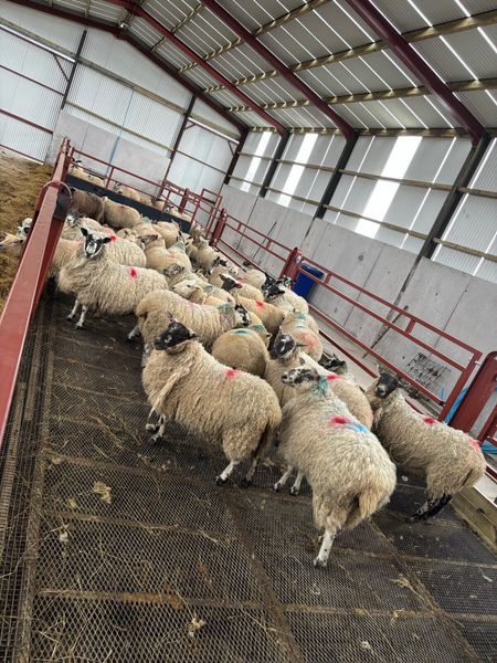 3-5-ton-tipper-kits Sheep Ads For Sale in Ireland | DoneDeal