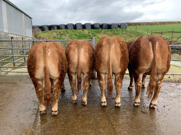 timber-panels Livestock Ads For Sale in Ireland | DoneDeal