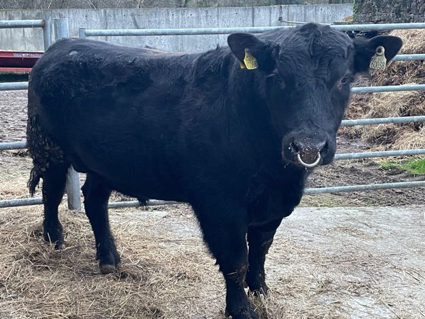 Beef Cattle Ads For Sale in Munster | DoneDeal