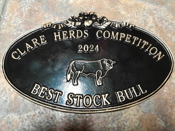 yearling bulls | 16 All Sections Ads For Sale in Ireland | DoneDeal