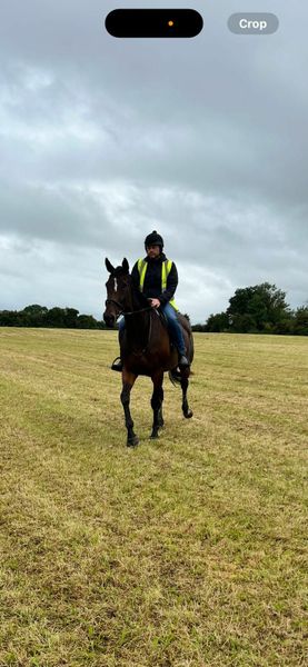 tobiwashi horse for sale | 671 All Sections Ads For Sale in Ireland | DoneDeal
