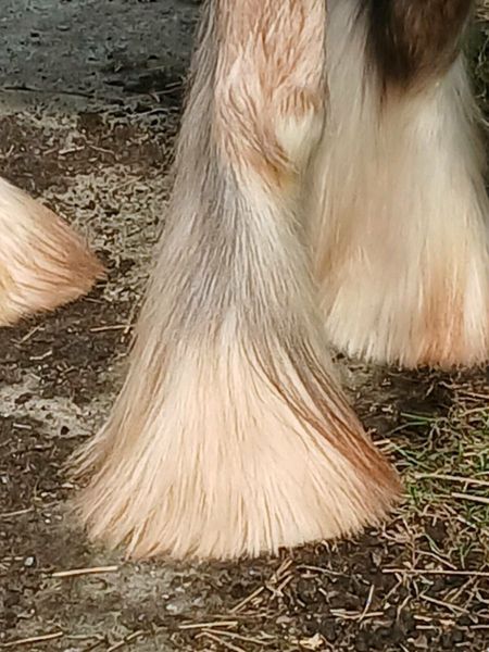 Cobs Ads For Sale in Ireland | DoneDeal