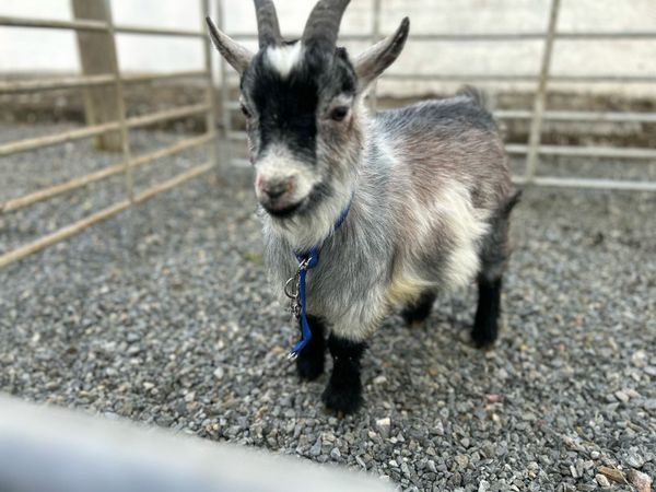 Goats Ads For Sale in Ireland | DoneDeal