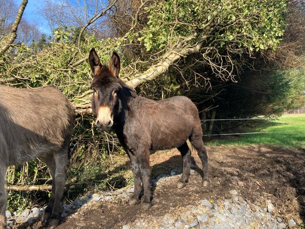 2litre-perkins-engine Donkeys Ads For Sale in Ireland | DoneDeal