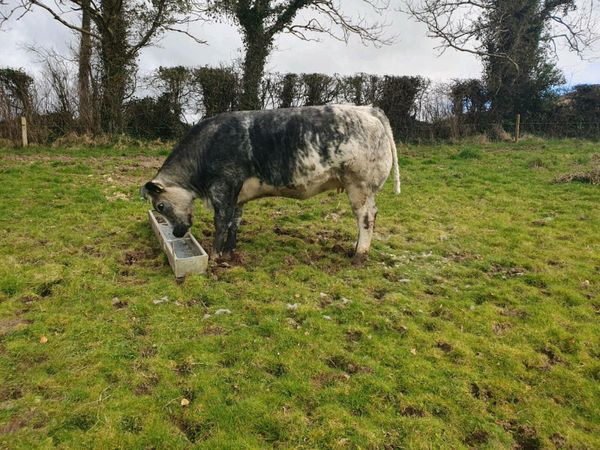 lovatt-and-rickets-general-purpose Livestock Ads For Sale in Ireland ...