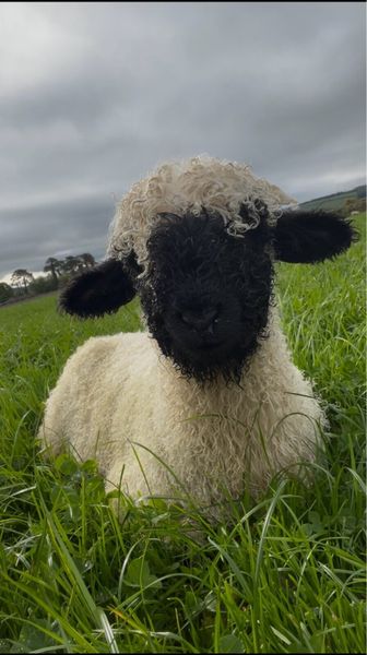 scratch | 1 Sheep Ad For Sale in Ireland | DoneDeal