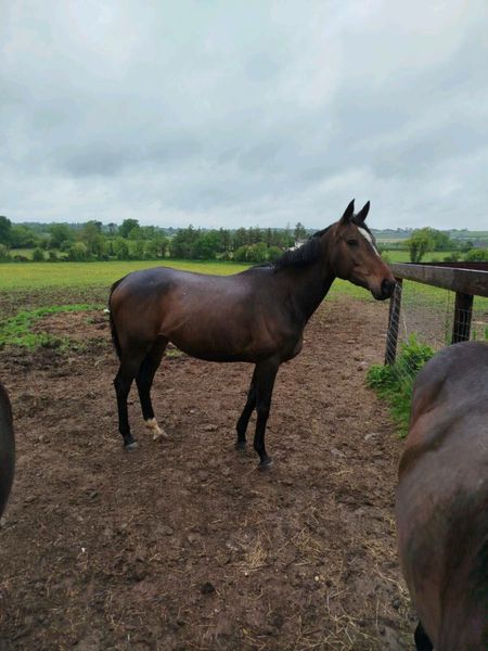 raa | 1 All Sections Ad For Sale in Ireland | DoneDeal