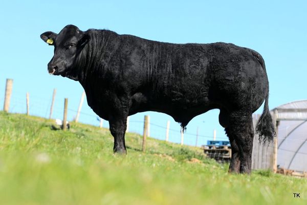 fantastic-new-range-of-2-storey-playhouses Beef Cattle Ads For Sale in ...