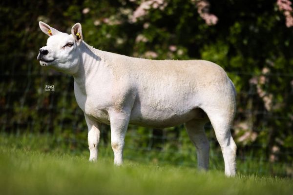 garden-rooms-and-office-pods Sheep Ads For Sale in Ireland | DoneDeal