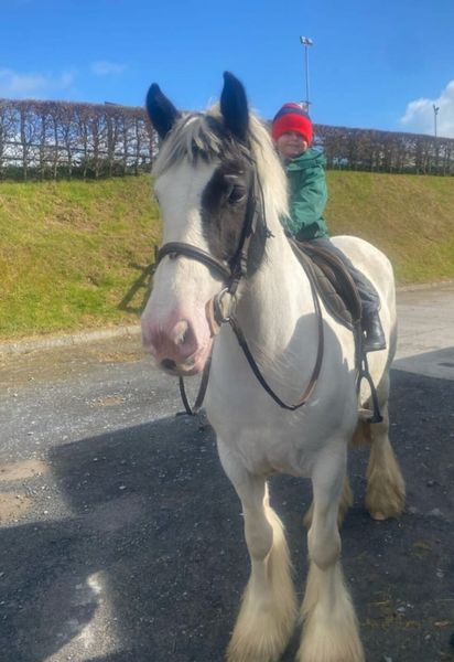 safe cobs | 5 All Sections Ads For Sale in Ireland | DoneDeal