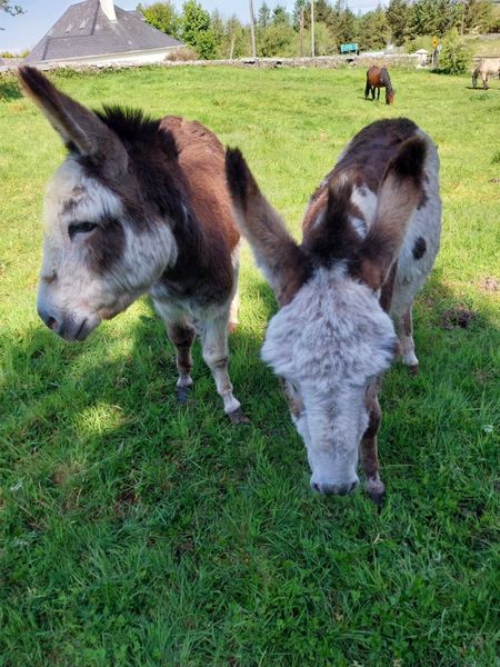 concrete-post-and-panel-fencing Donkeys Ads For Sale in Ireland | DoneDeal
