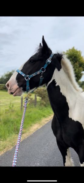 upvc-wall-amp-ceiling-cladding Cobs Ads For Sale in Ireland | DoneDeal