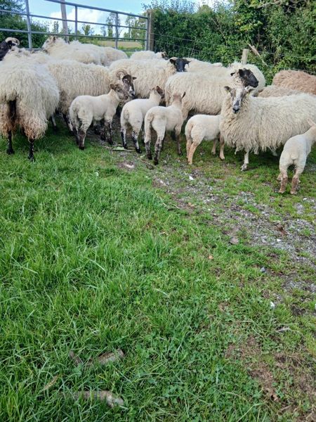 marshall-silage-trailers Sheep Ads For Sale in Ireland | DoneDeal