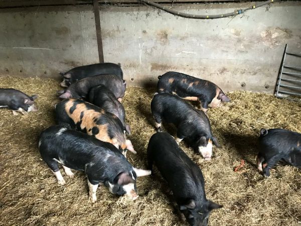 egg-boxes-cartons-and-trays Pigs Ads For Sale in Ireland | DoneDeal