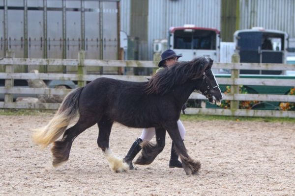 atkins ireland | 1 All Sections Ad For Sale in Ireland | DoneDeal