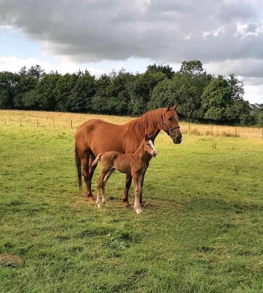 sus sale in the world | 91 Horses Ads For Sale in Ireland | DoneDeal