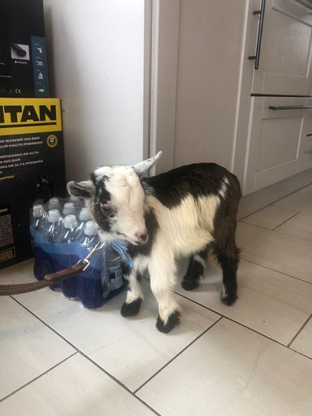 great-value-on-genuine-stihl-chainsaw-chains Goats Ads For Sale in ...