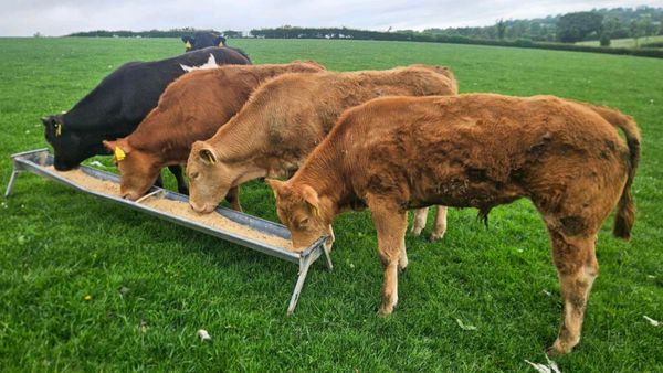 atlas-status-mobile-home-static-caravan-for-sale Beef Cattle Ads For ...