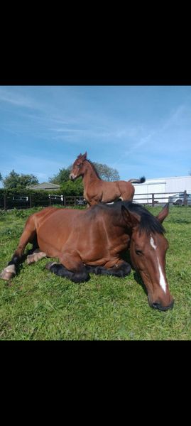 class a outlaw motorhomes for sale | 4 Horses Ads For Sale in Ireland ...